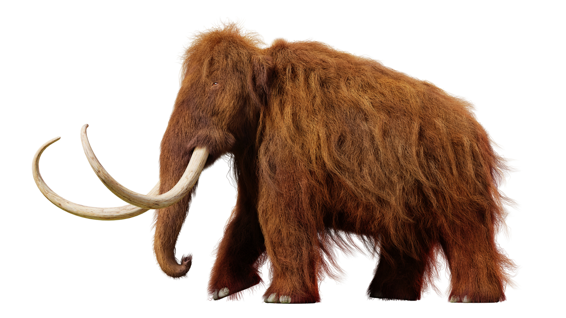 A Marvel Star Just Invested Millions To Bring The Woolly Mammoth Back ...