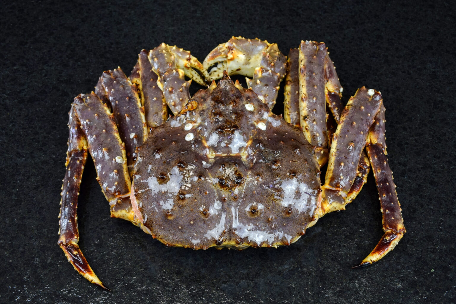 Scientists Just Officially Confirmed That Crabs Do Experience Pain ...