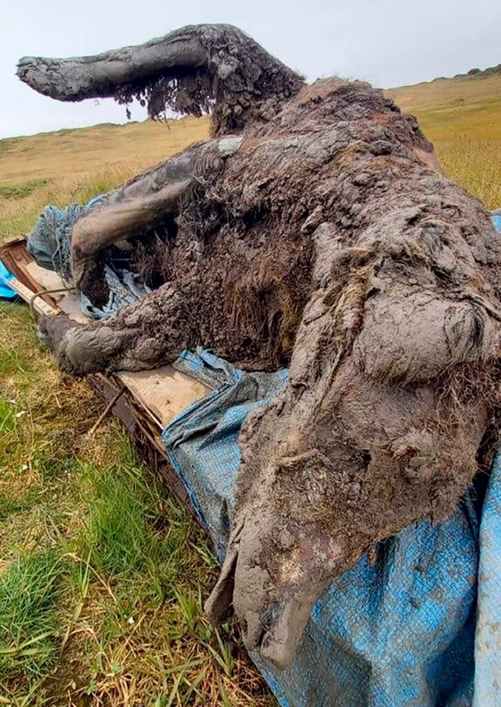 A Perfectly Preserved Ice Age Bear Has Emerged From Melting Siberian ...
